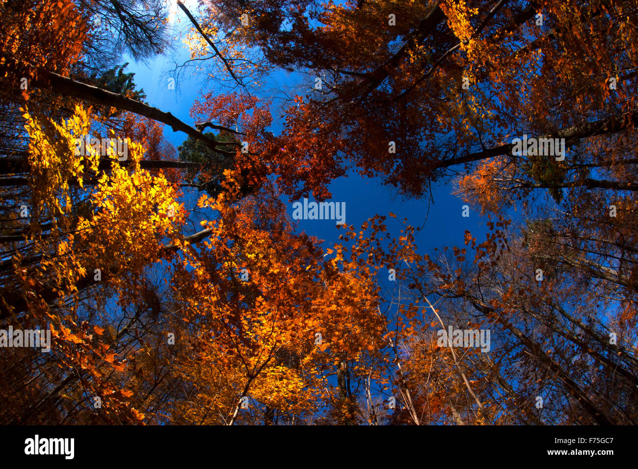 Wide angled Tree Tops Stock Photo - Alamy