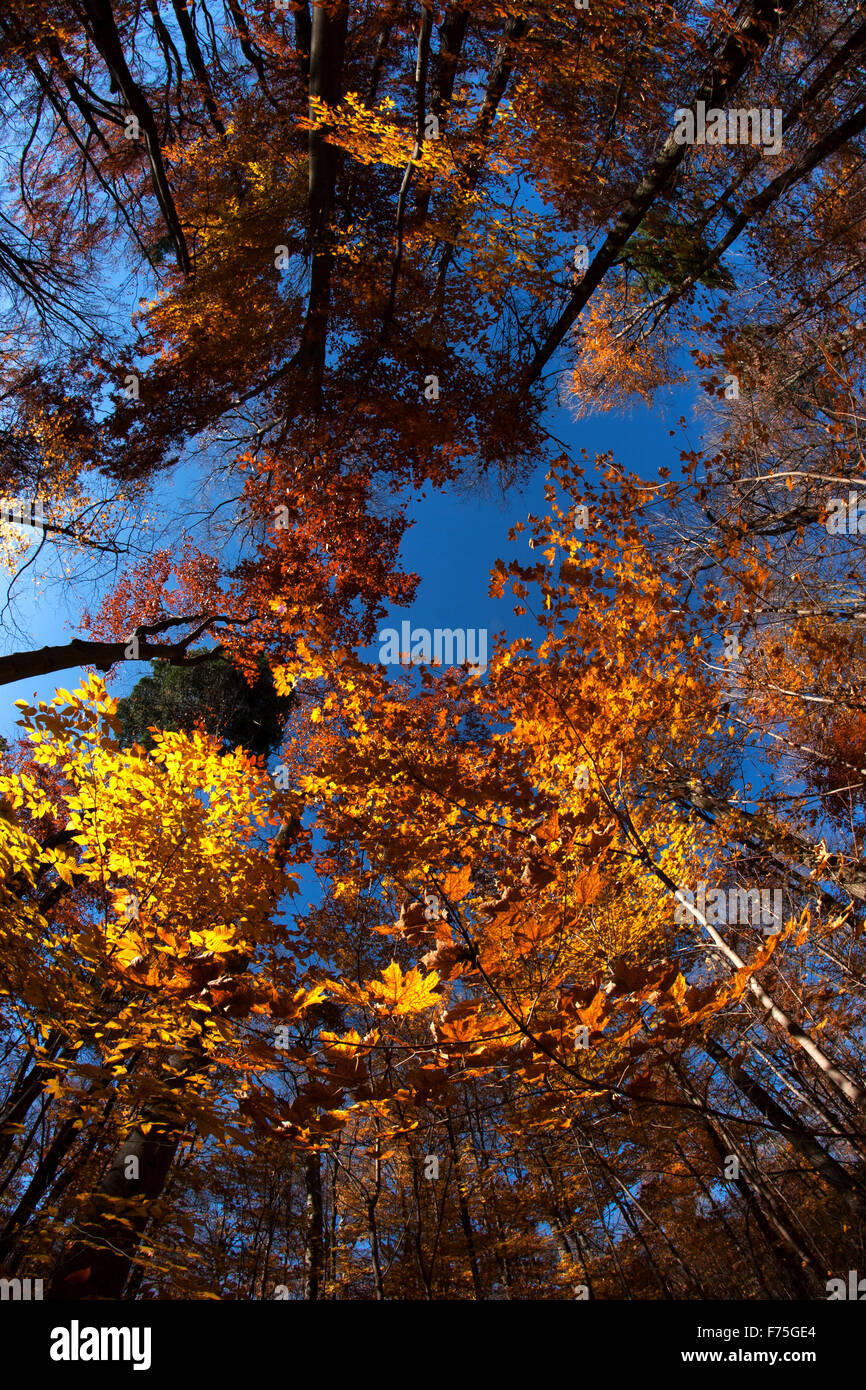 Wide angled Tree Tops Stock Photo - Alamy