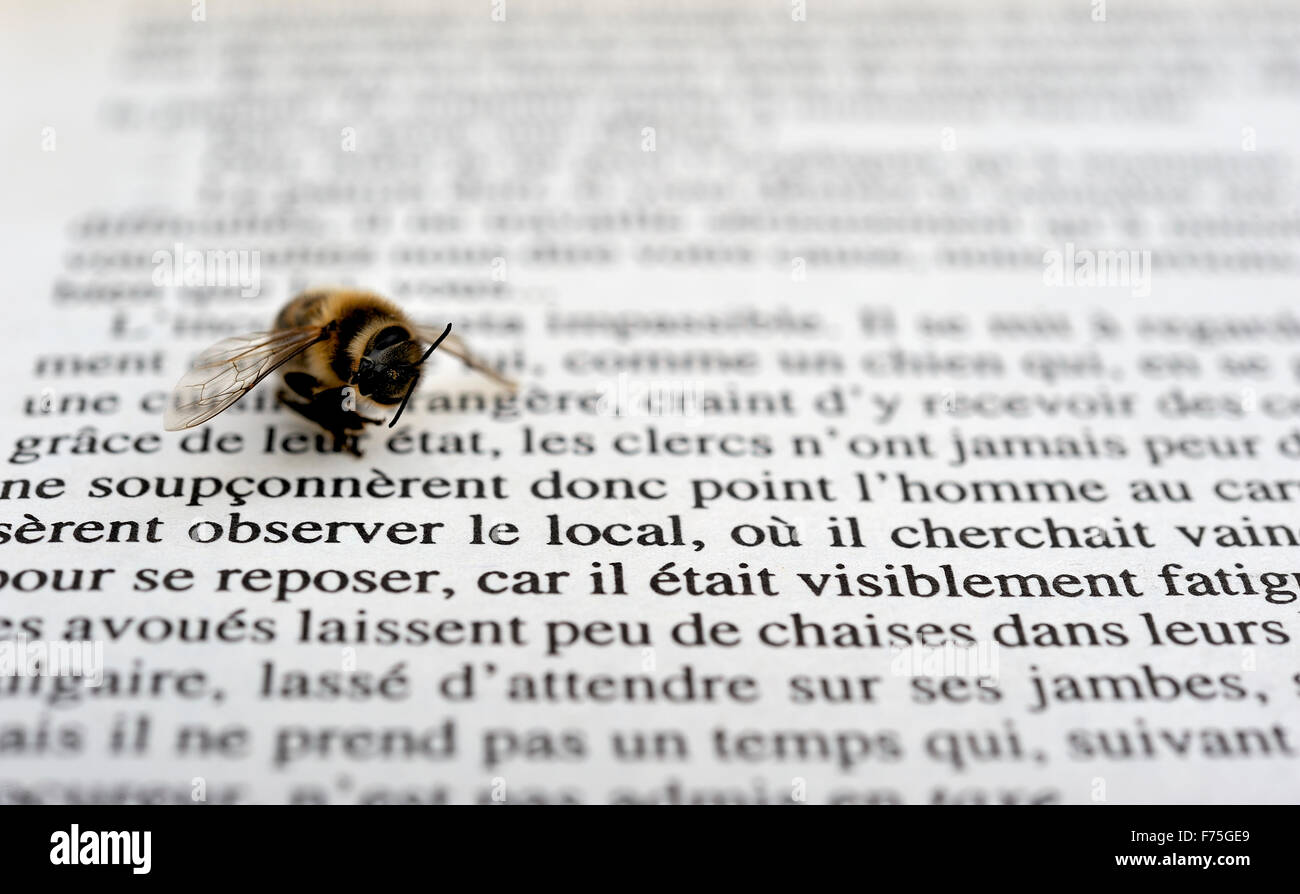 Bee reading book hi-res stock photography and images - Alamy