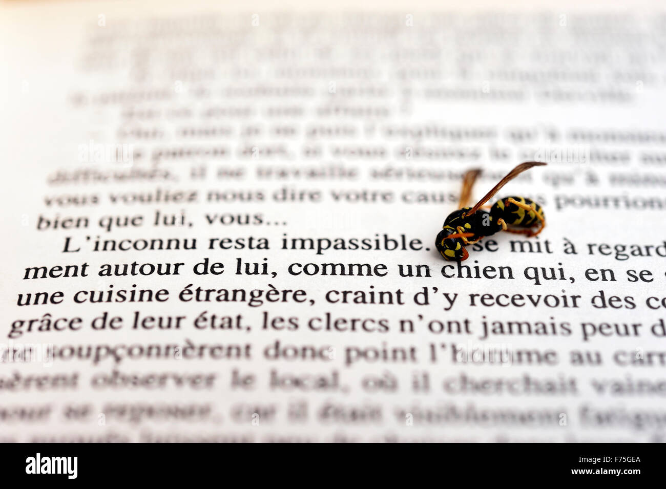 Bee reading book hi-res stock photography and images - Alamy