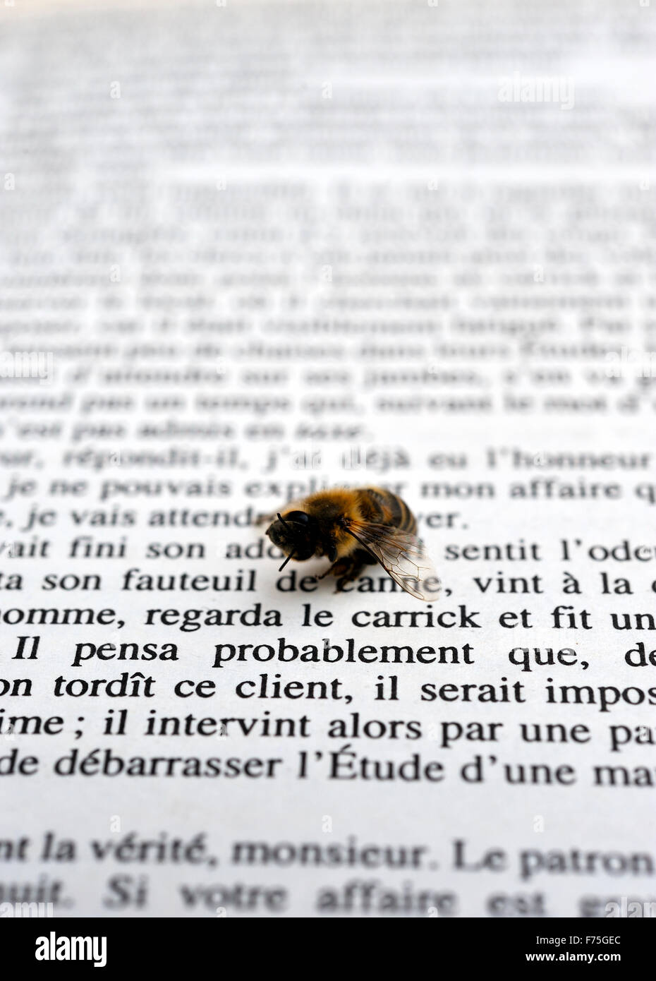 Bug insect book details hi-res stock photography and images - Alamy