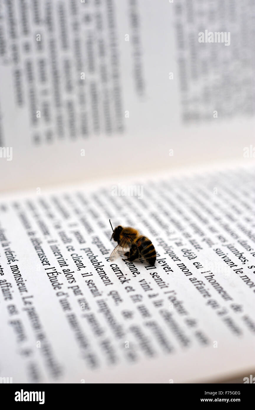 Yellow jacket bee hi-res stock photography and images - Alamy