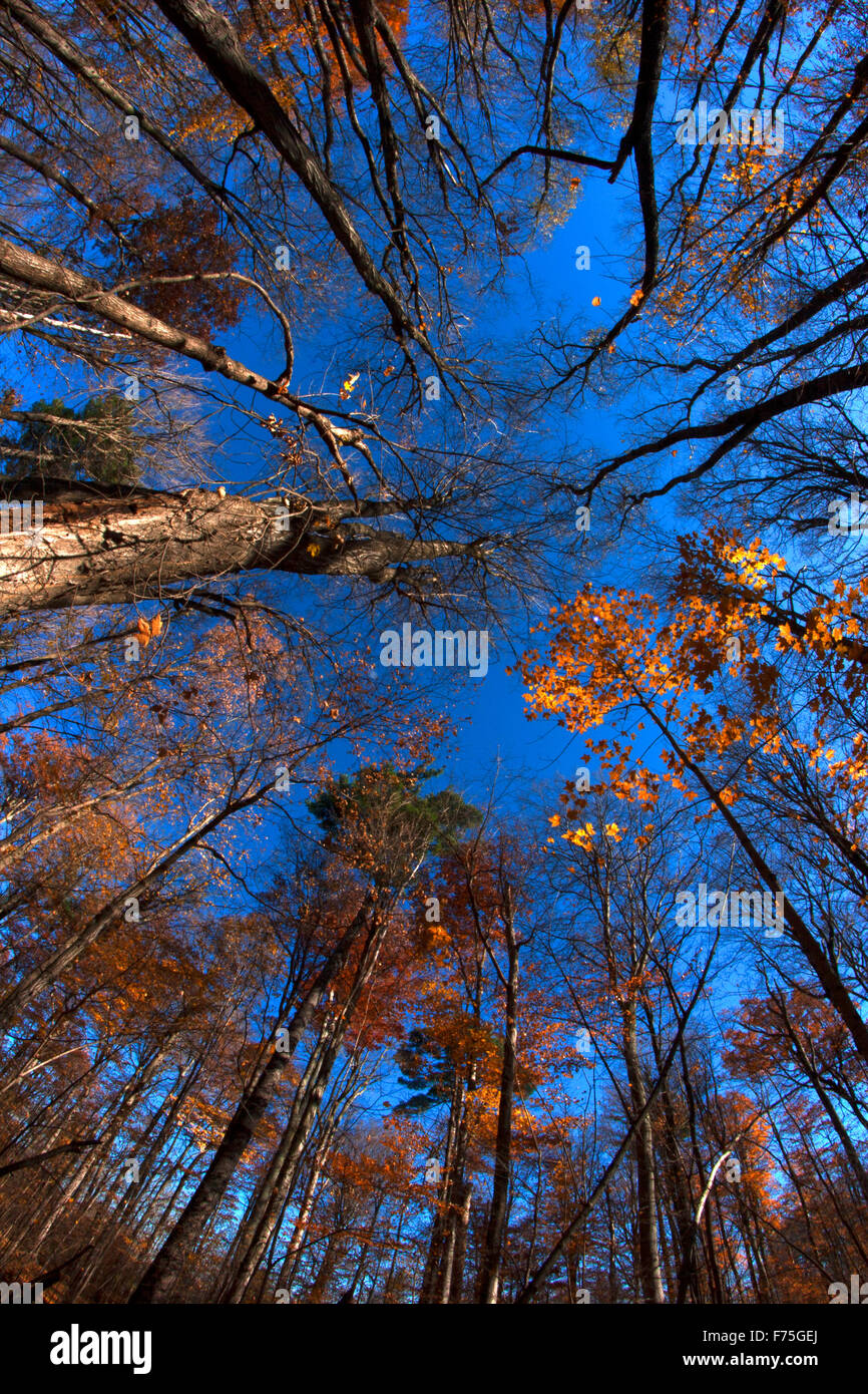 Wide angled Tree Tops Stock Photo - Alamy