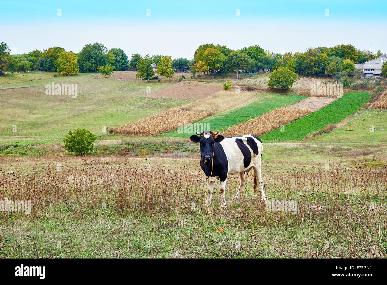 Cow pastures on the farm field. Rural landscape scene Stock Photo - Alamy