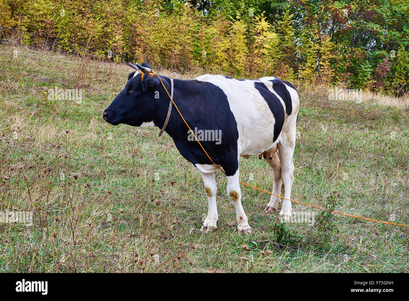 Cow pastures on the farm field. Rural landscape scene Stock Photo - Alamy