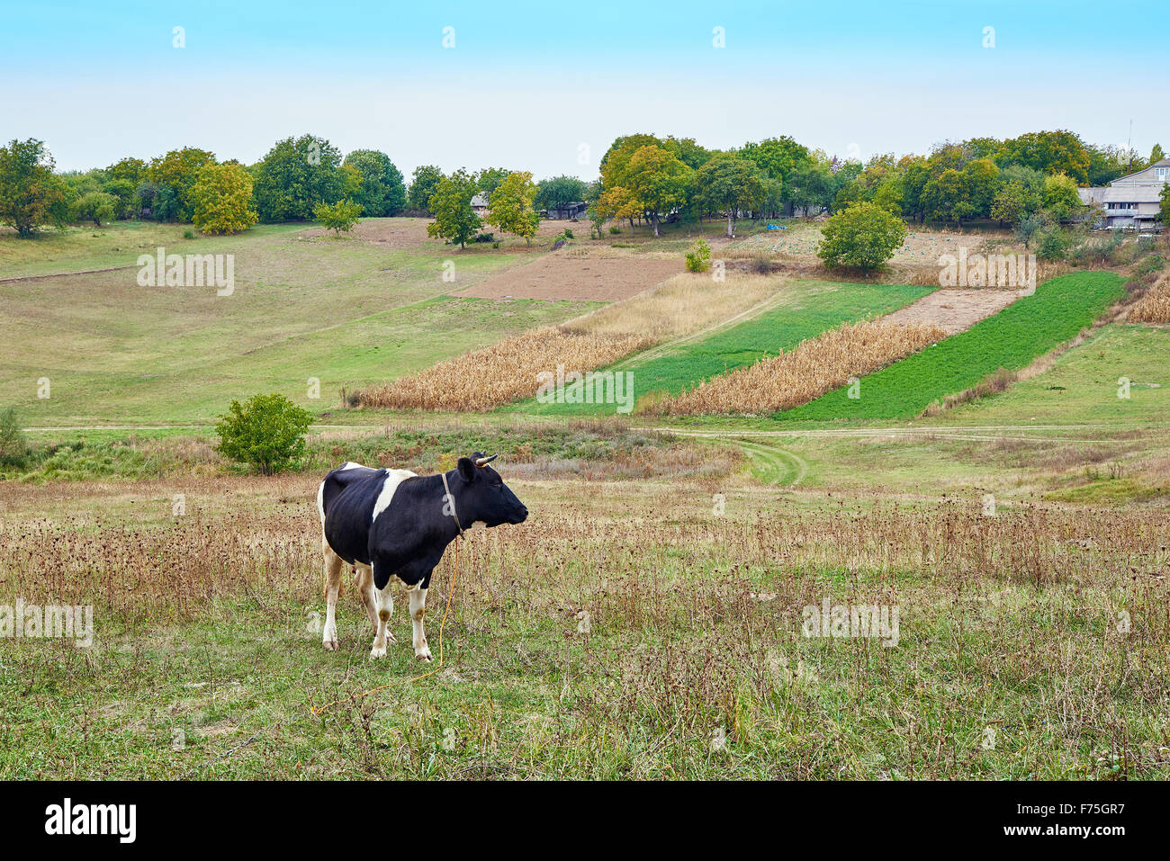 Cow pastures on the farm field. Rural landscape scene Stock Photo - Alamy