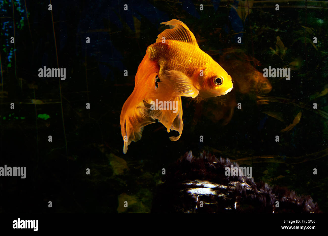Bright goldfish in aquarium Stock Photo - Alamy
