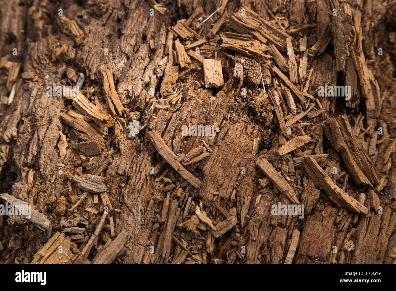 Decaying log hi-res stock photography and images - Alamy