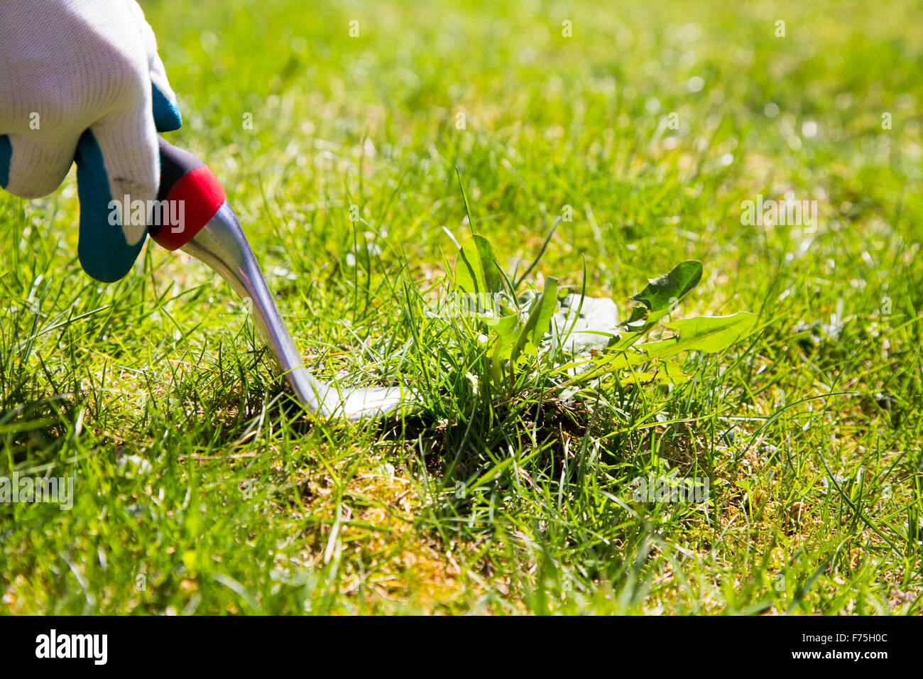 Weed pulling tool hi-res stock photography and images - Alamy