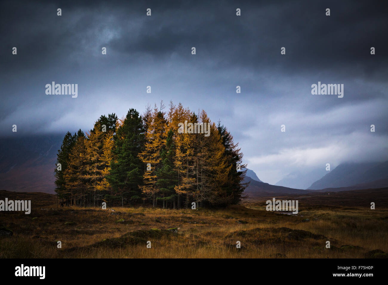 Group of pine trees in autumn colours at the beginning of Glencoe under ...