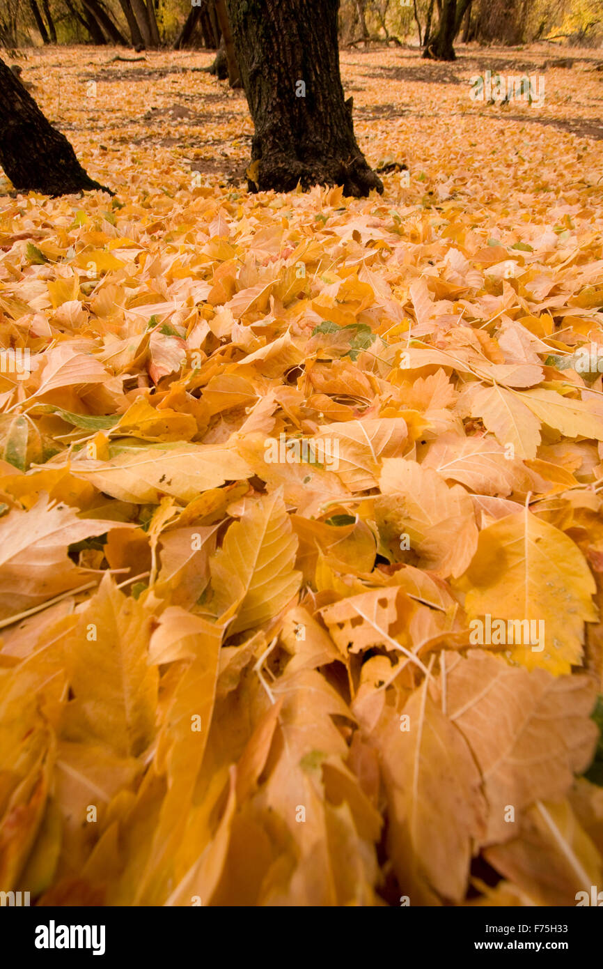 Fallen cottonwood leaves hi-res stock photography and images - Alamy