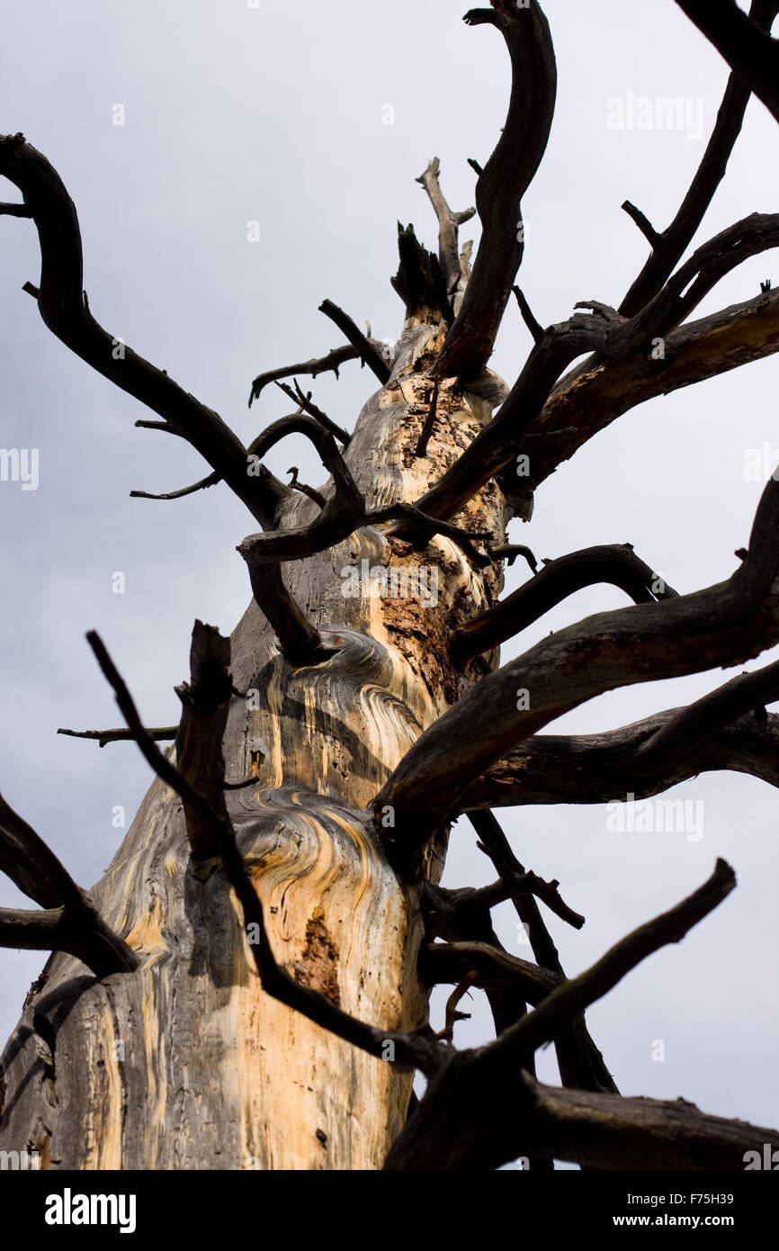 Dead of wood hi-res stock photography and images - Alamy