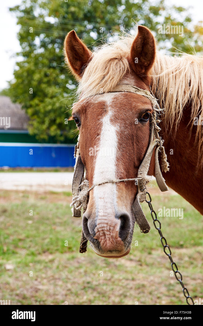 Horse head close up Stock Photo - Alamy