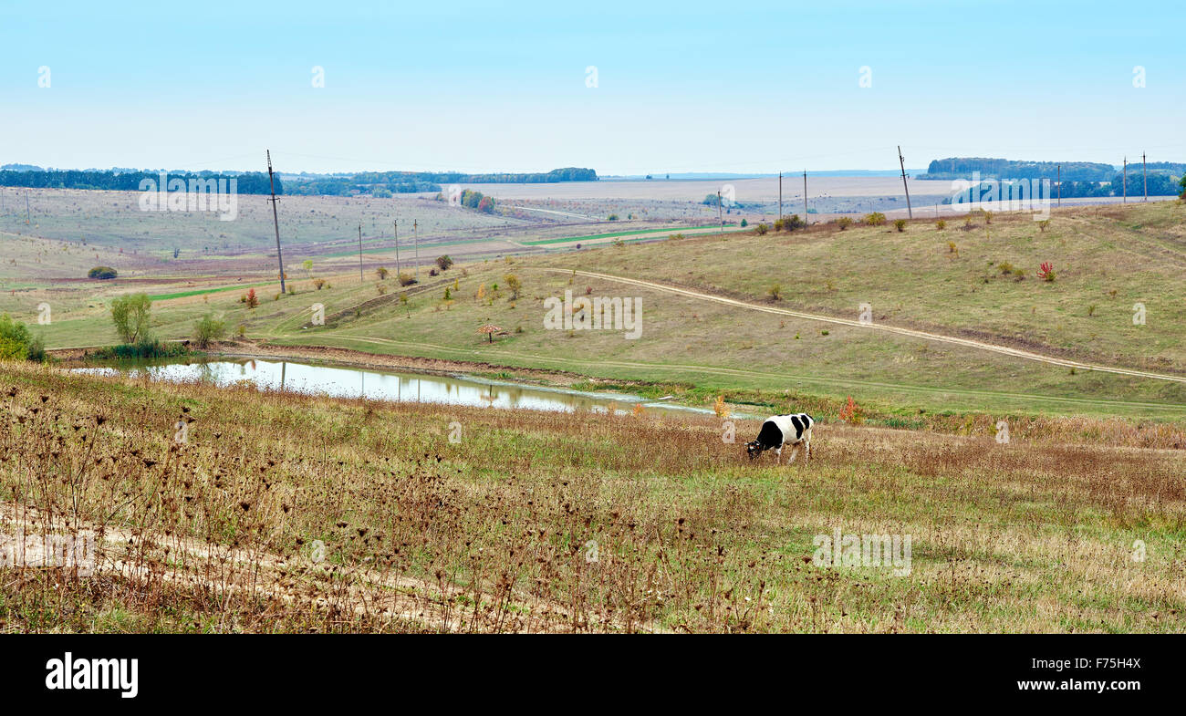 Cow pastures on the farm field. Rural landscape scene Stock Photo - Alamy