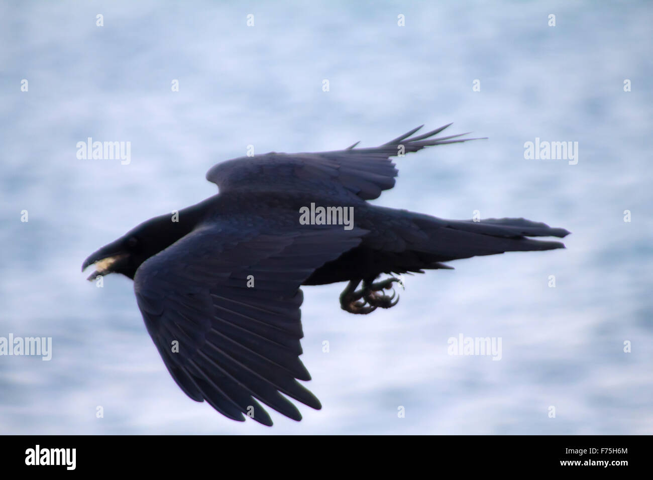 Raven Flying High Resolution Stock Photography and Images - Alamy