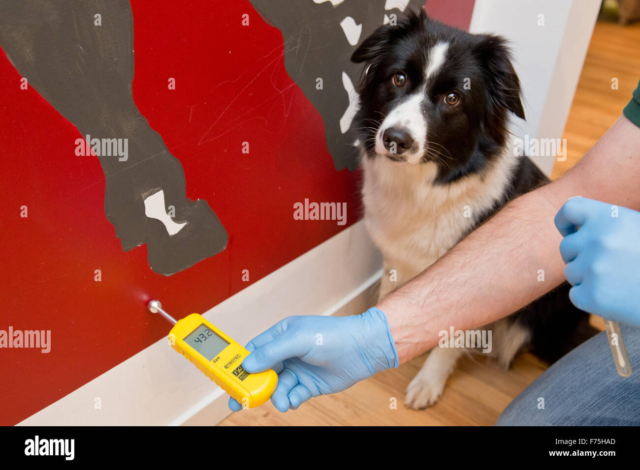 Mold detection dog hi-res stock photography and images - Alamy