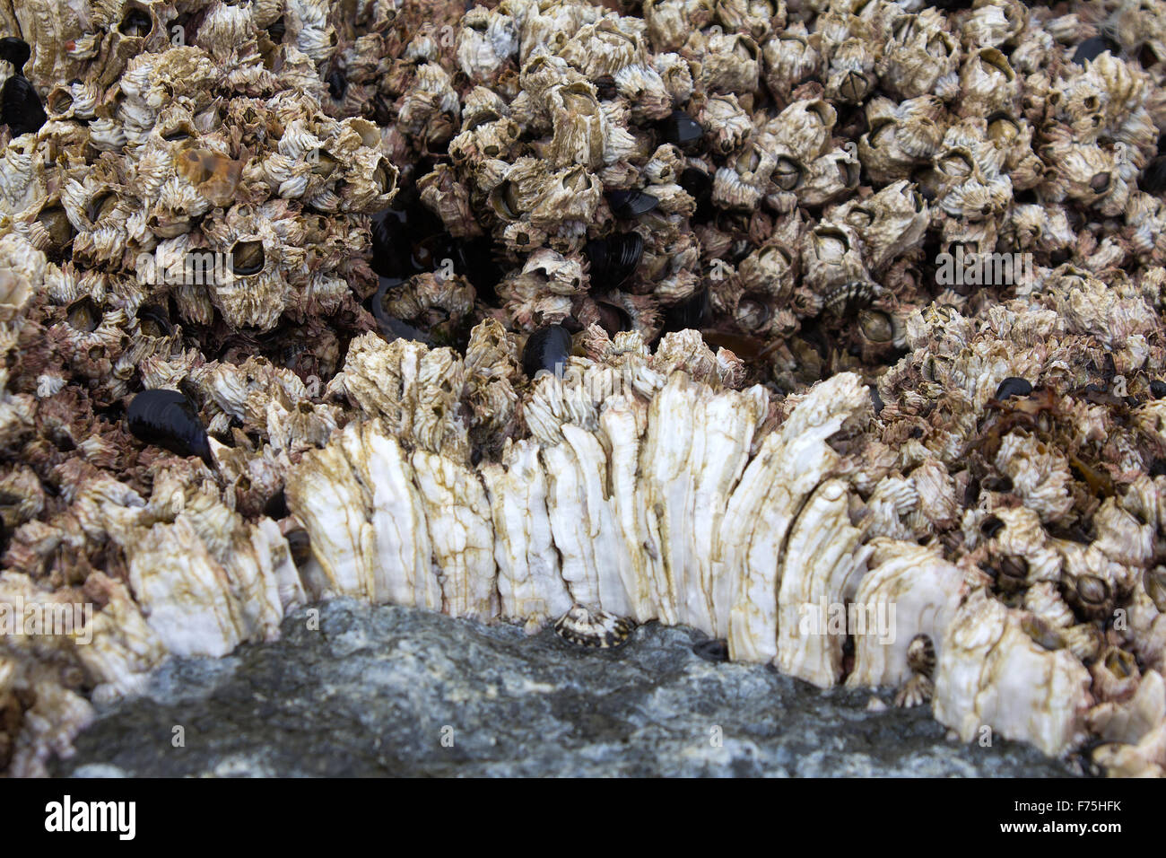 sea acorn (Balanus) Very close, close up Stock Photo - Alamy
