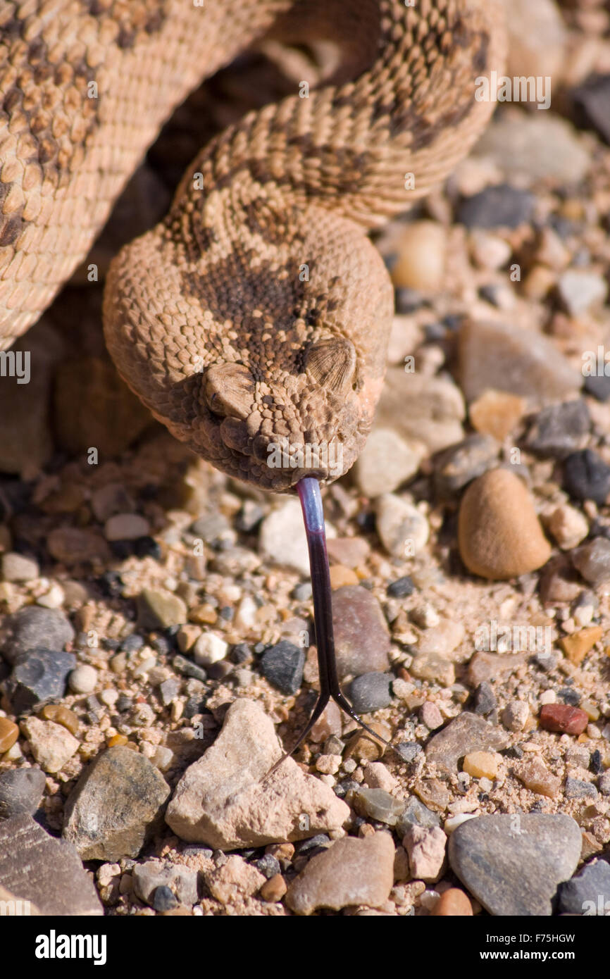 Serpent serpents snake hi-res stock photography and images - Alamy