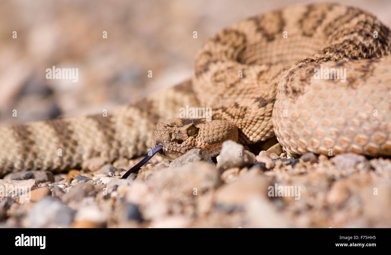 Serpent head hi-res stock photography and images - Alamy