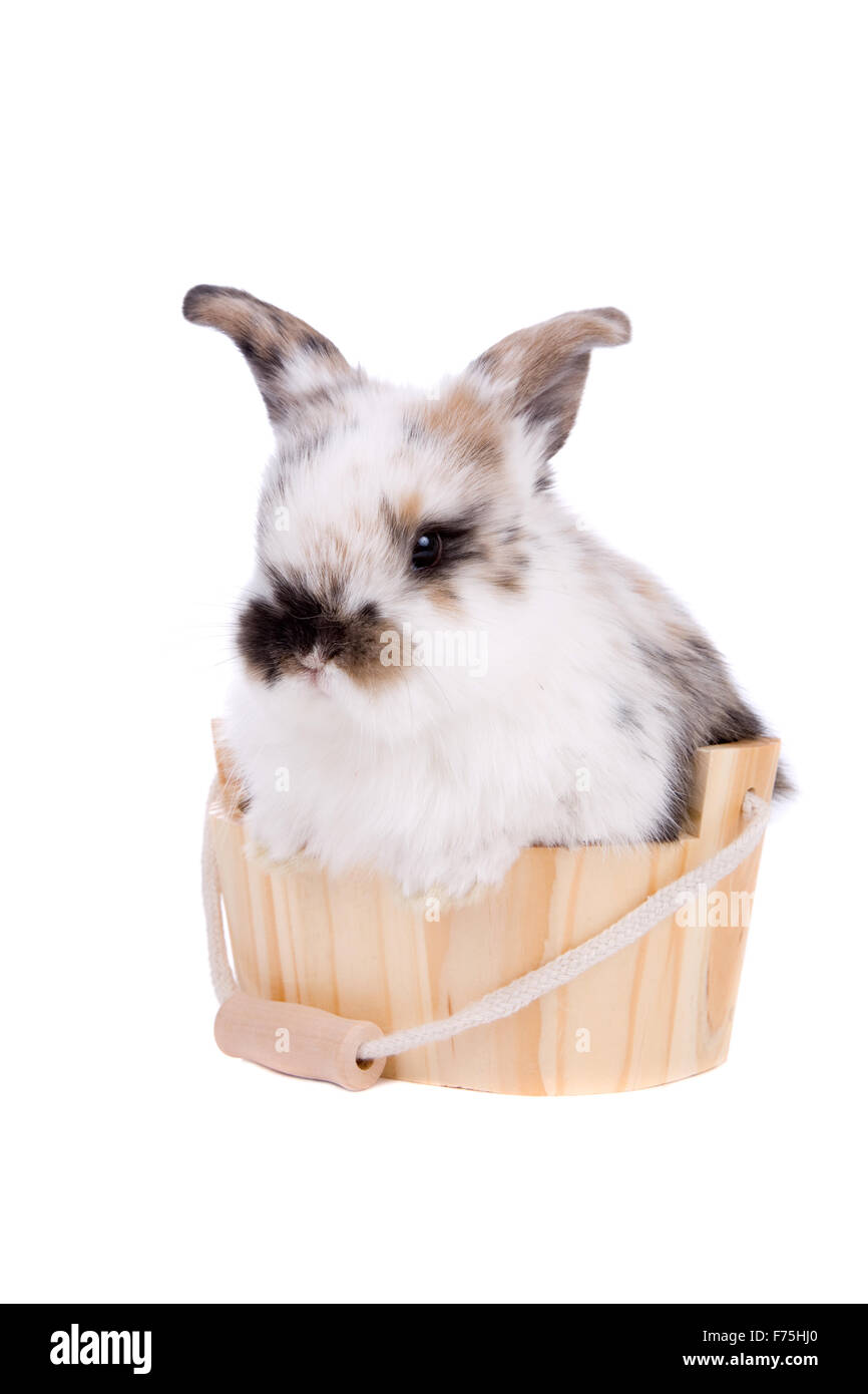Rabbit bathing Cut Out Stock Images & Pictures - Alamy