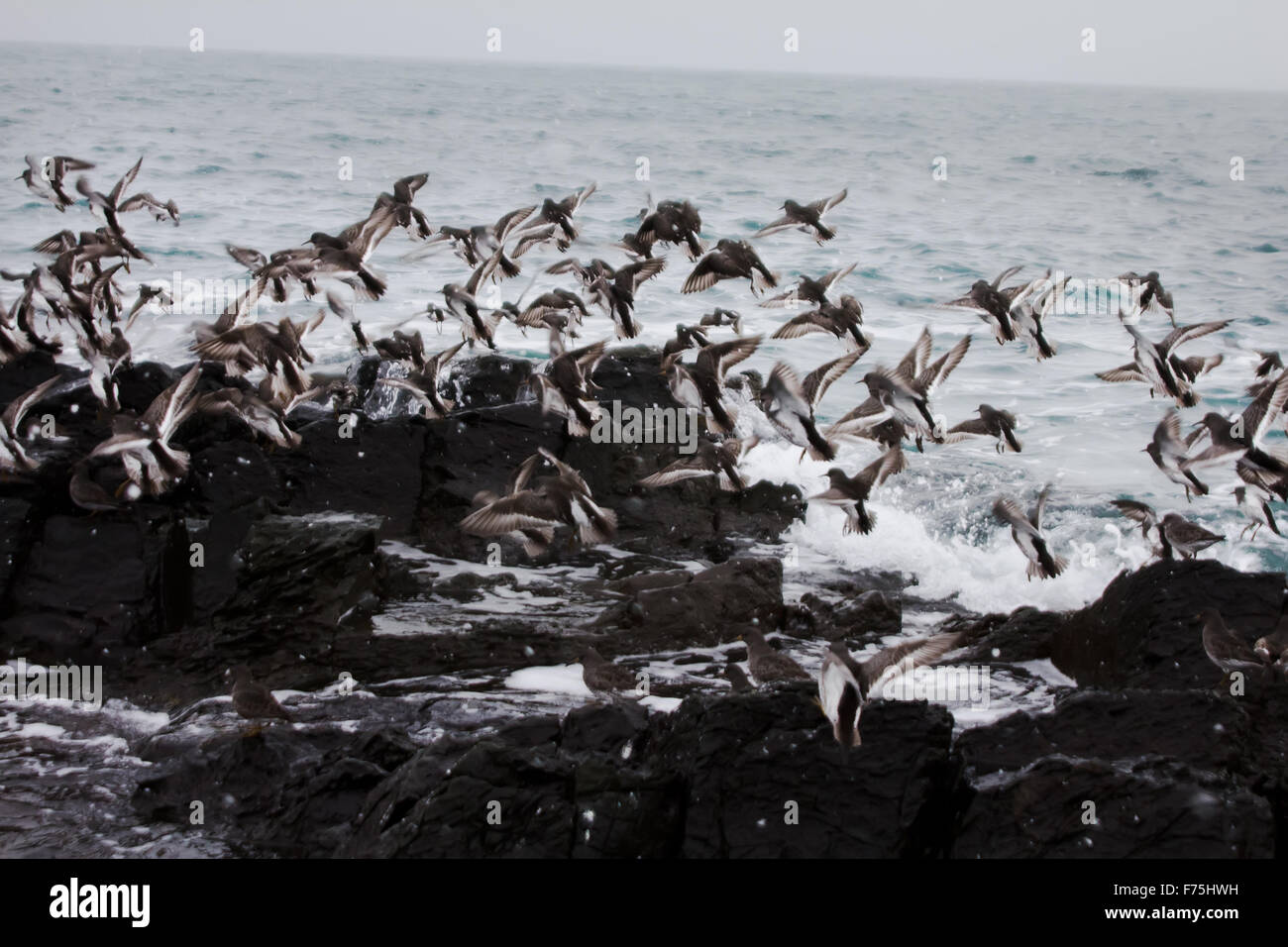 Calidris ptilocnemis qutra. Flight. ( Commander Islands Stock Photo - Alamy