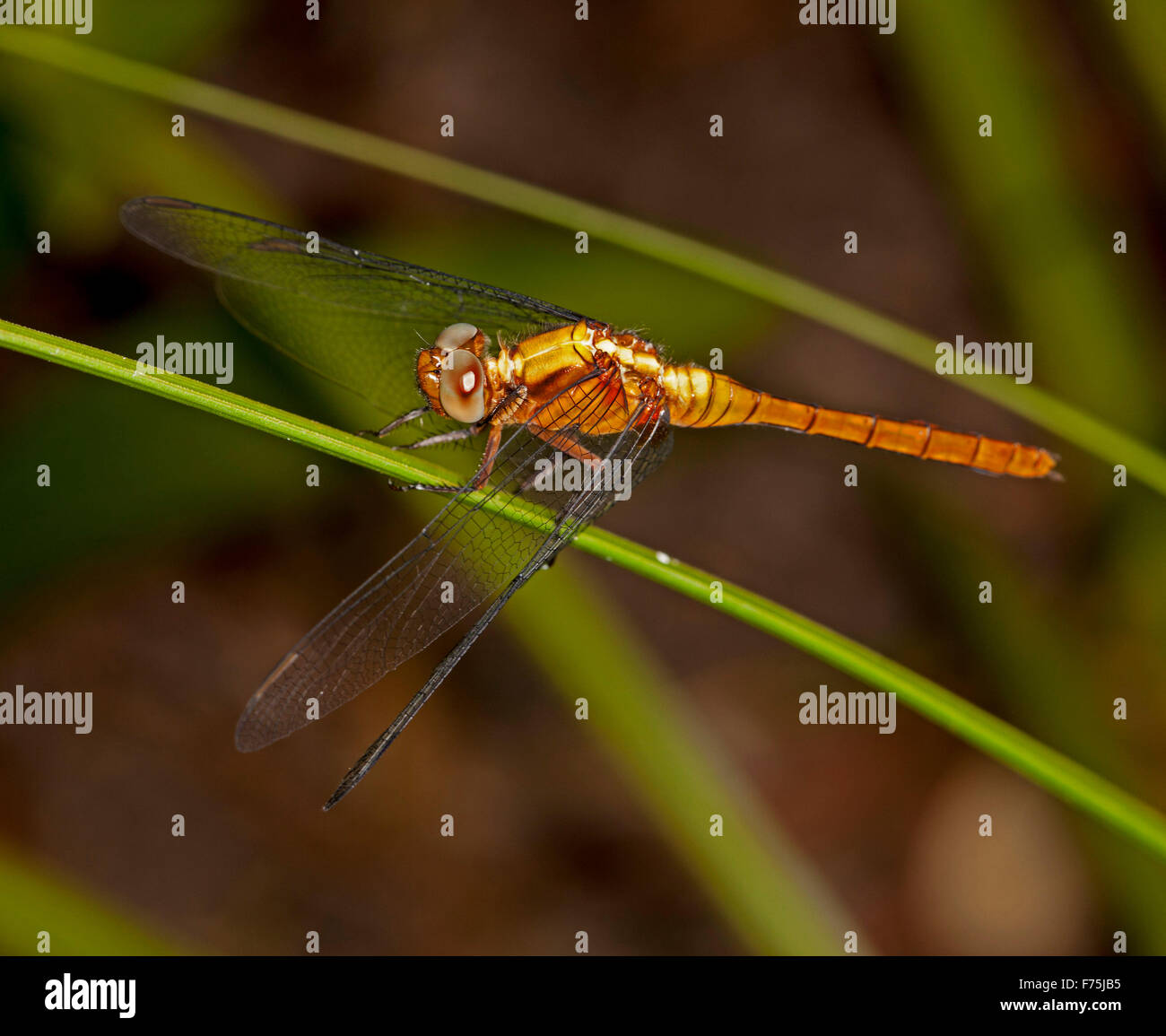 Australian Fiery skimmer dragonfly, Orthetrum villosovittatum, with ...