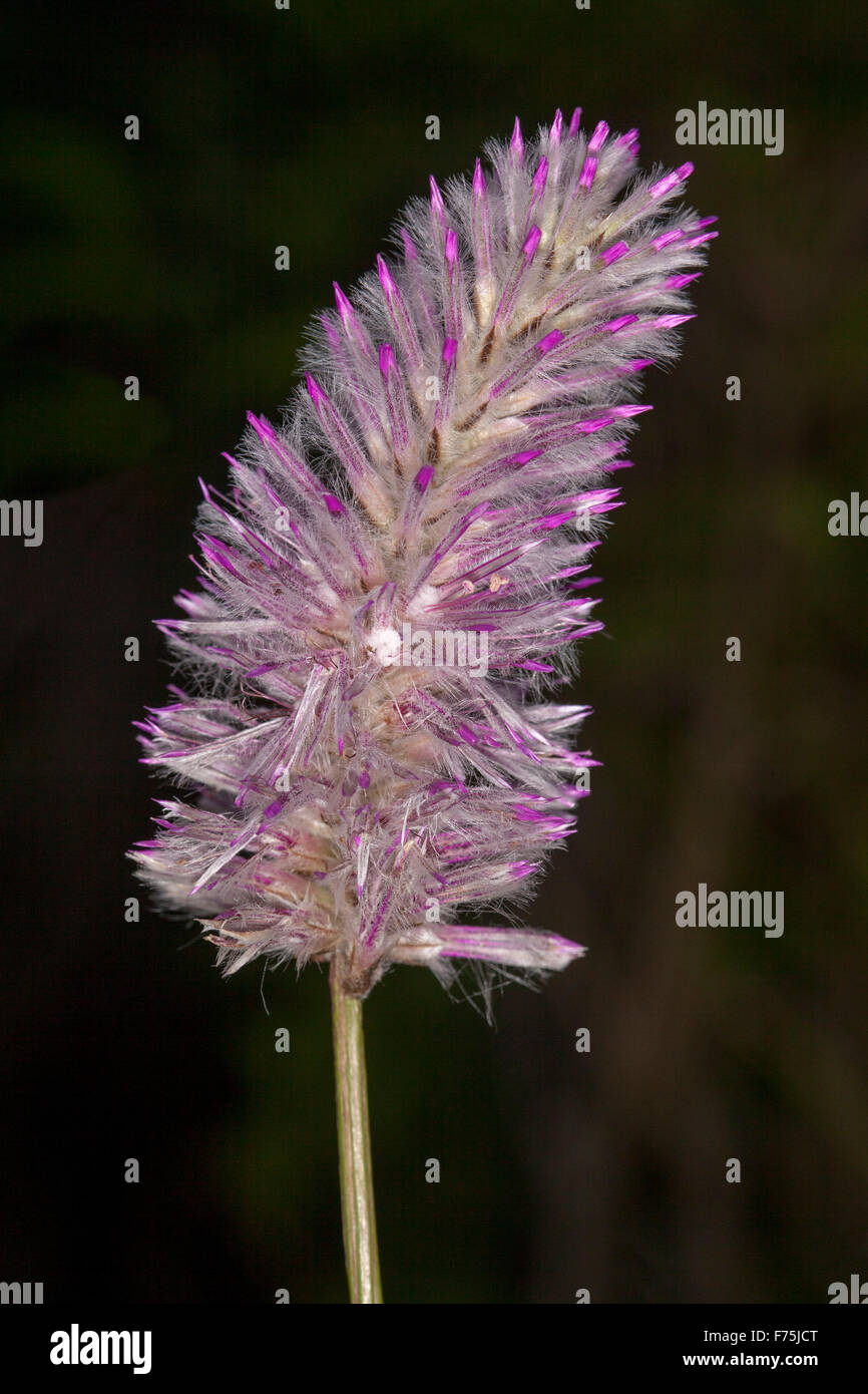 Stunning pink/mauve & white flower of Ptilotus exaltatus, mulla mulla ...