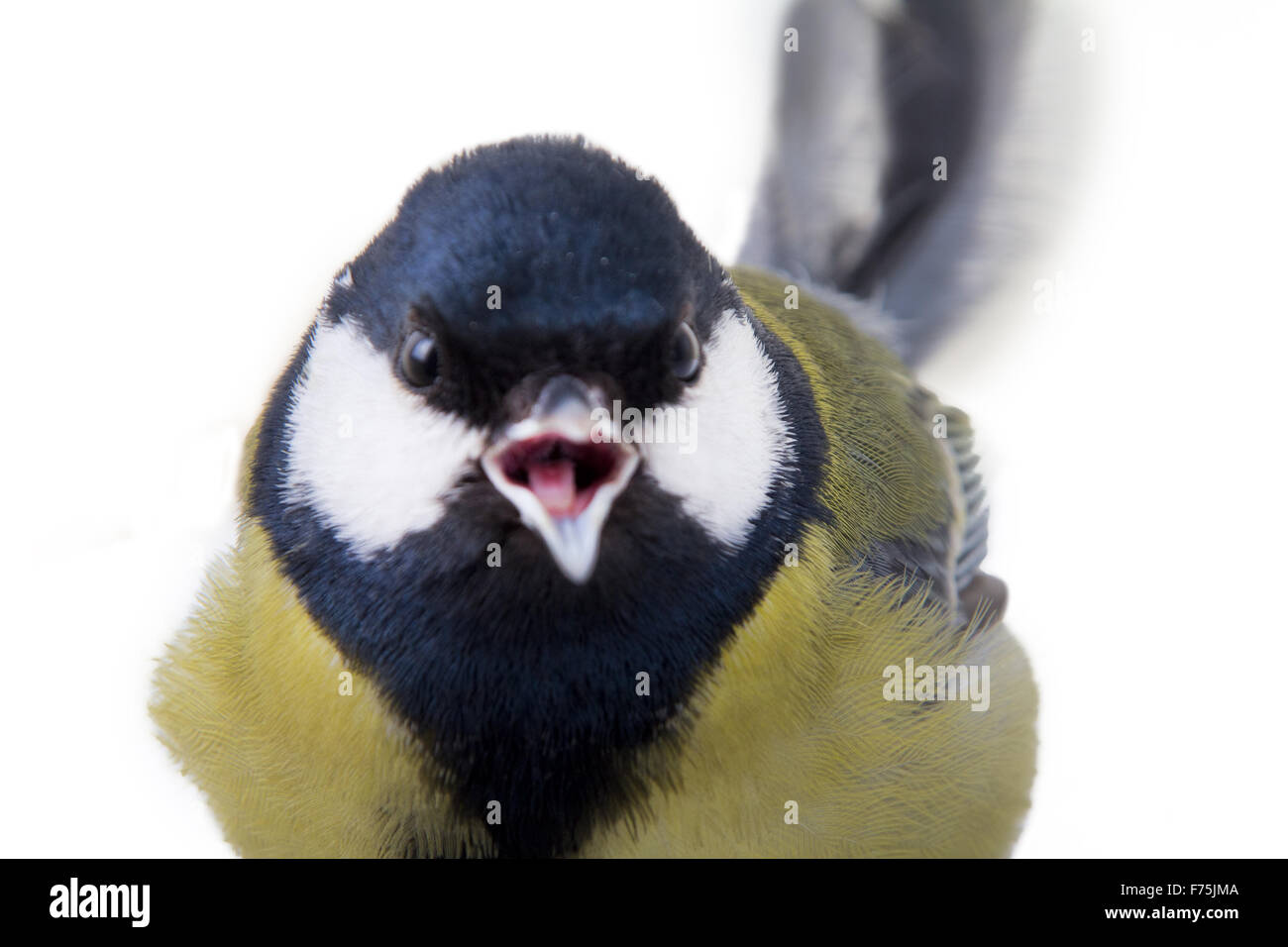 The great titmouse on a white background close up Stock Photo - Alamy