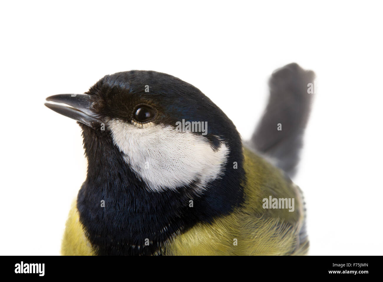 The great titmouse on a white background close up Stock Photo - Alamy
