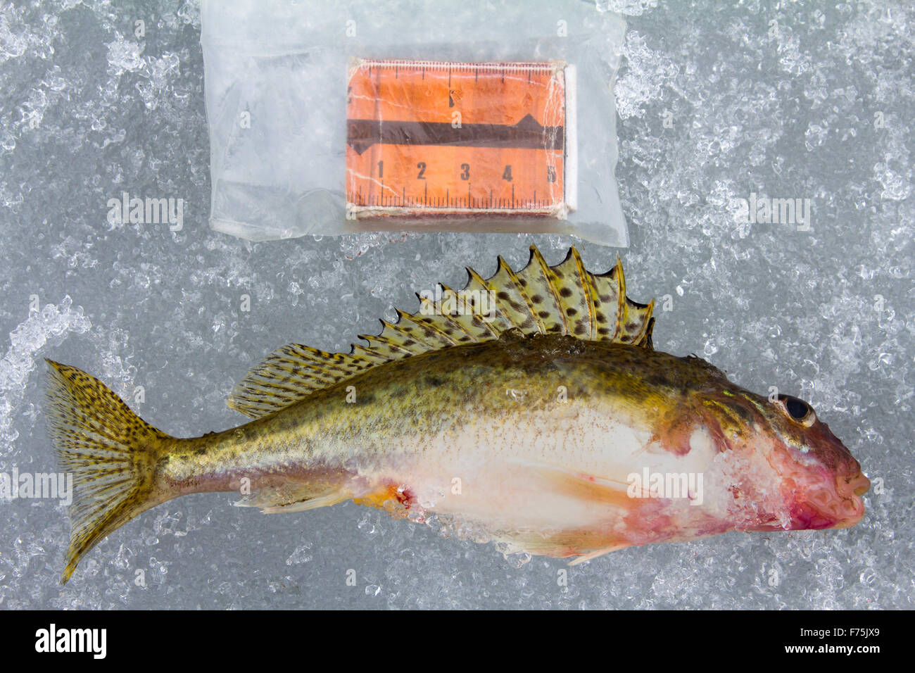 Ruff caught on winter fishing 2 Stock Photo - Alamy