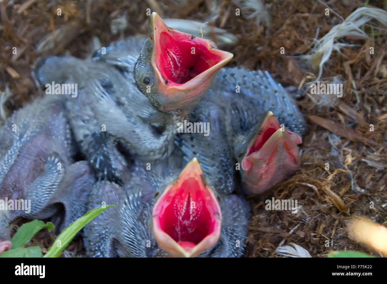 Baby pheasants hi-res stock photography and images - Alamy