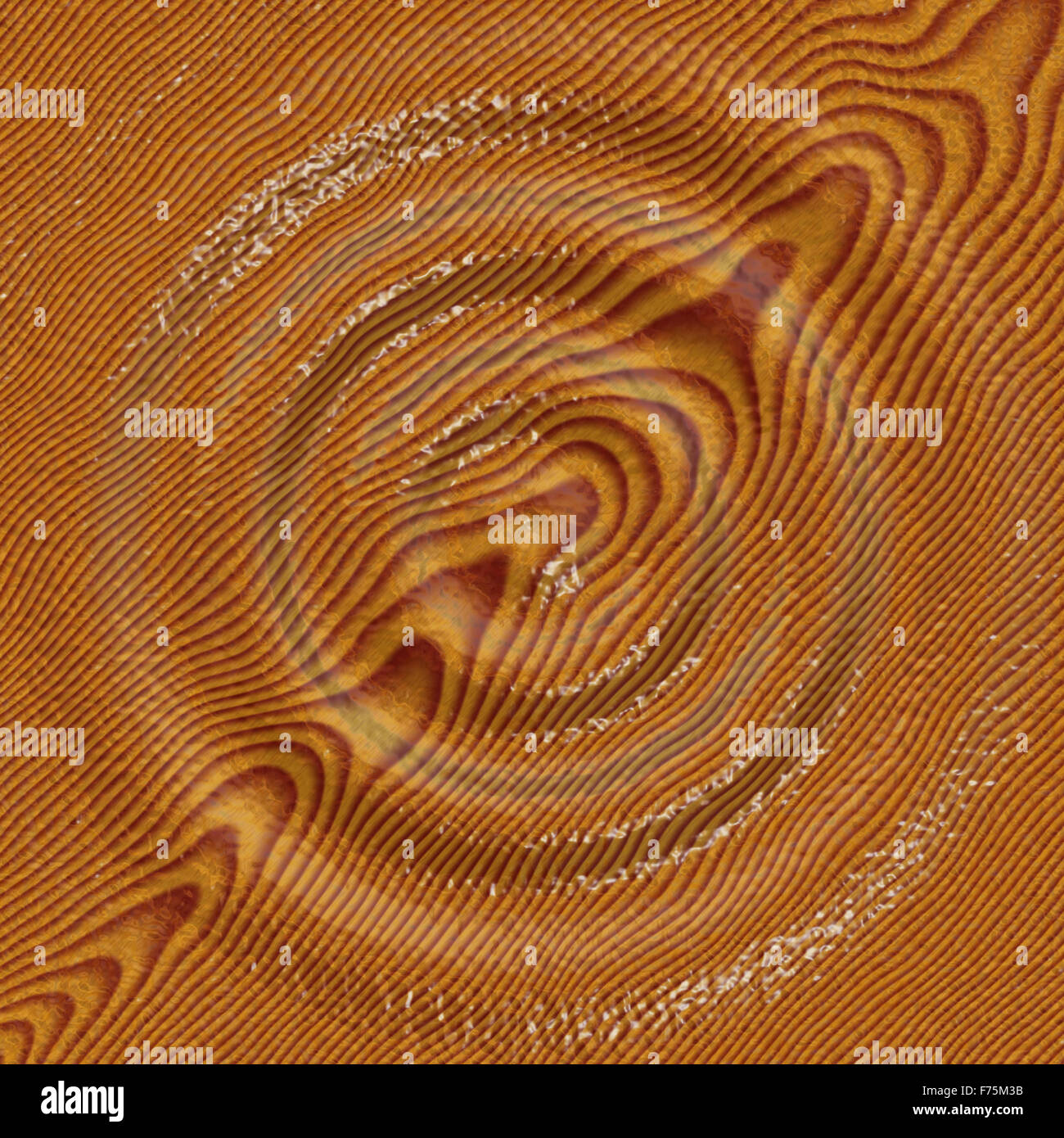 Structure of a cut of a tree. Texture background Stock Photo - Alamy