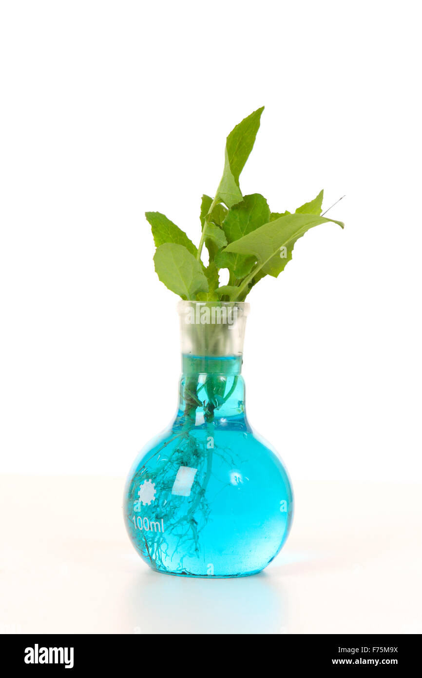 Laboratory grown plant Stock Photo - Alamy