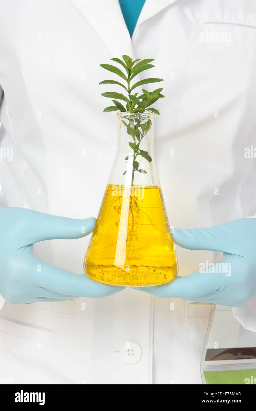 Plant Pathology (phytopatholog (phytopathology Stock Photo - Alamy