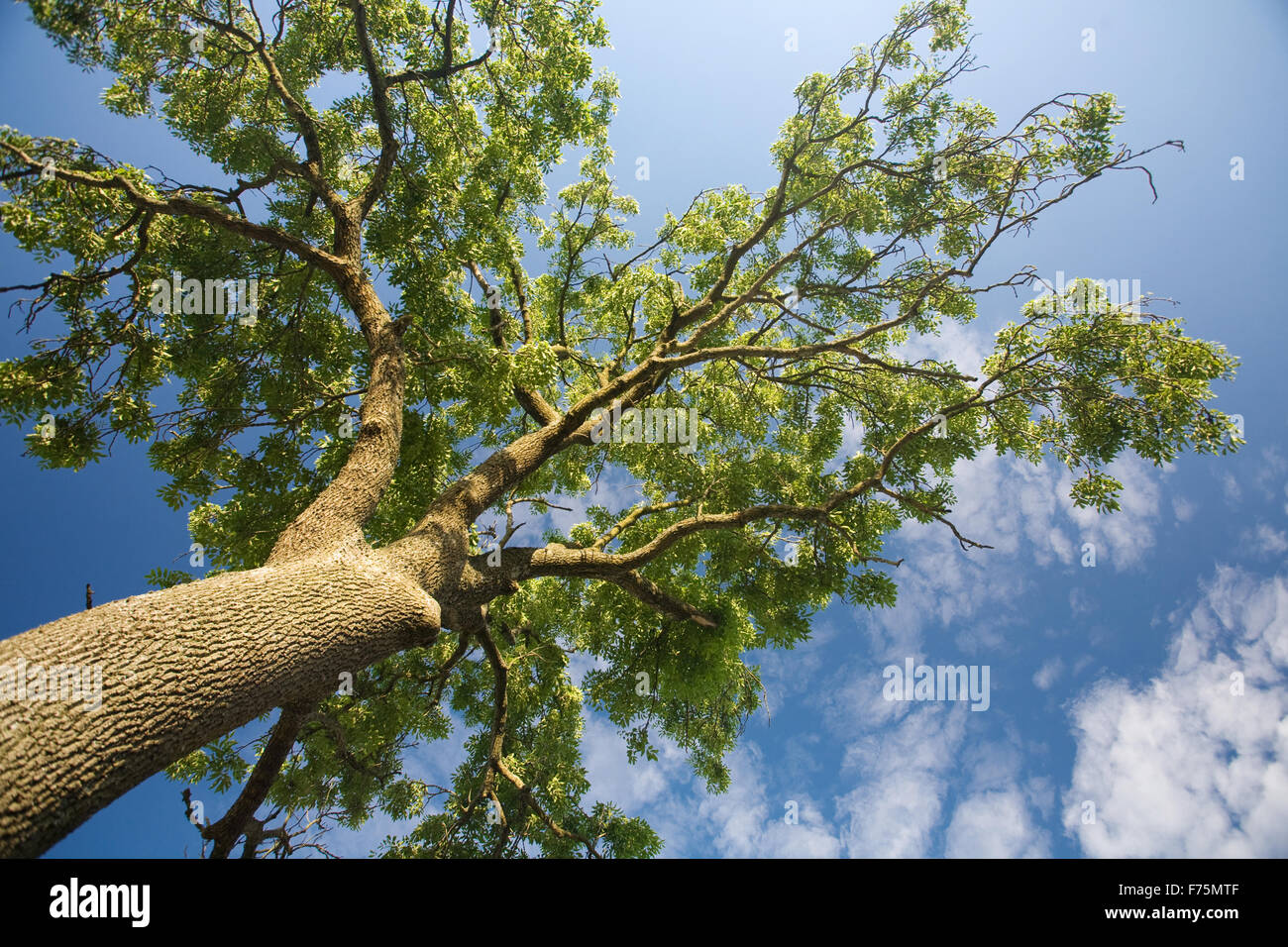 top of the tree Stock Photo - Alamy