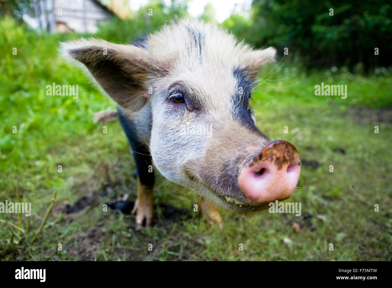 Nice piglet hi-res stock photography and images - Alamy