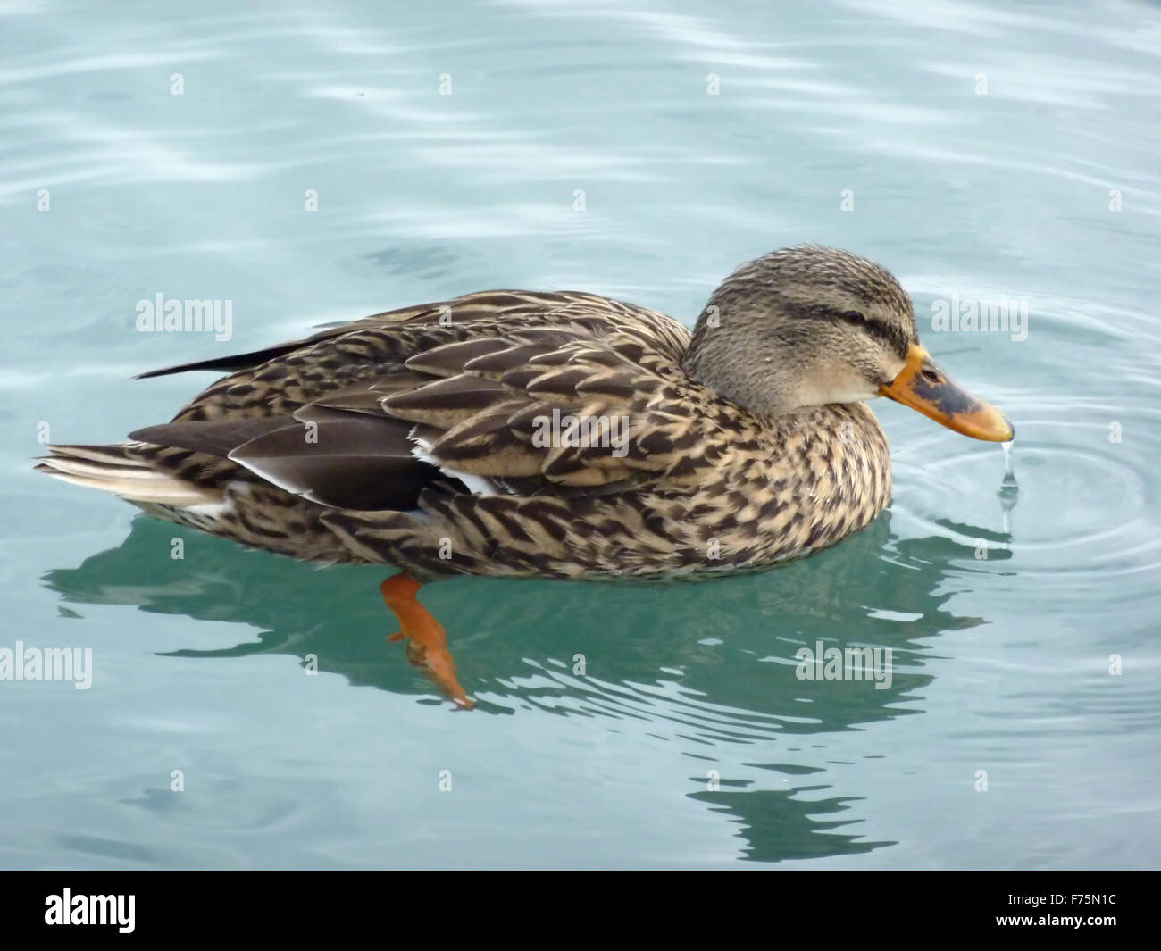 Mallard duck floating on water Stock Photo - Alamy
