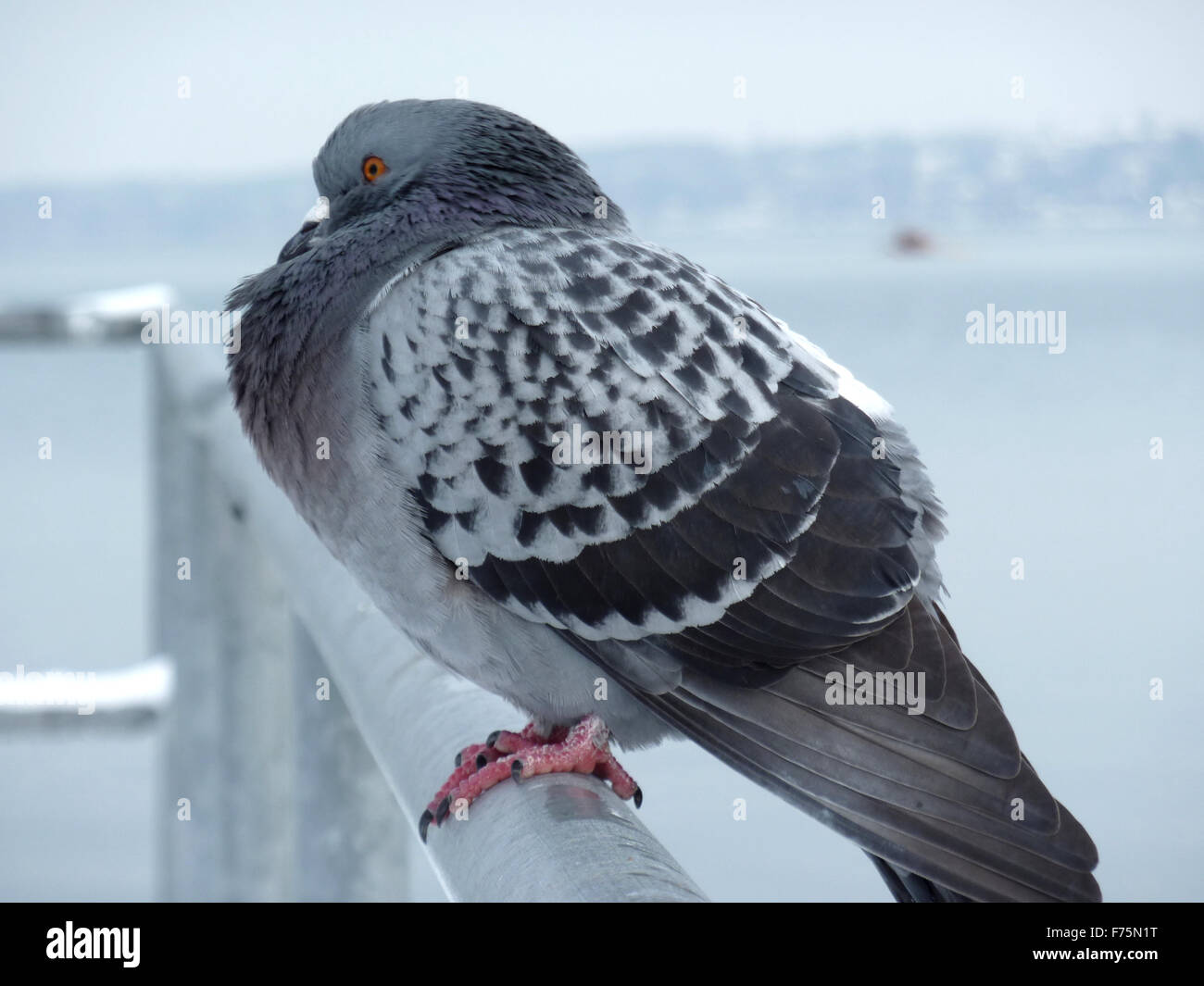 Animal bar hi-res stock photography and images - Alamy