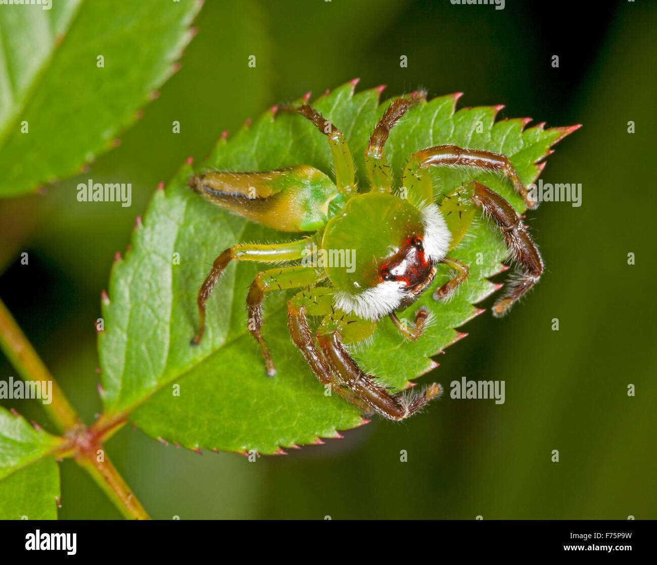 Green jumping spider, Mopsus mormon, male with white hairy face ...
