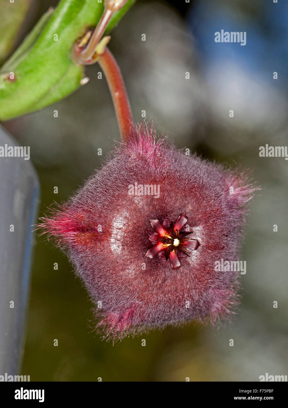 Unusual dark red hairy flower hanging from green stem of drought ...