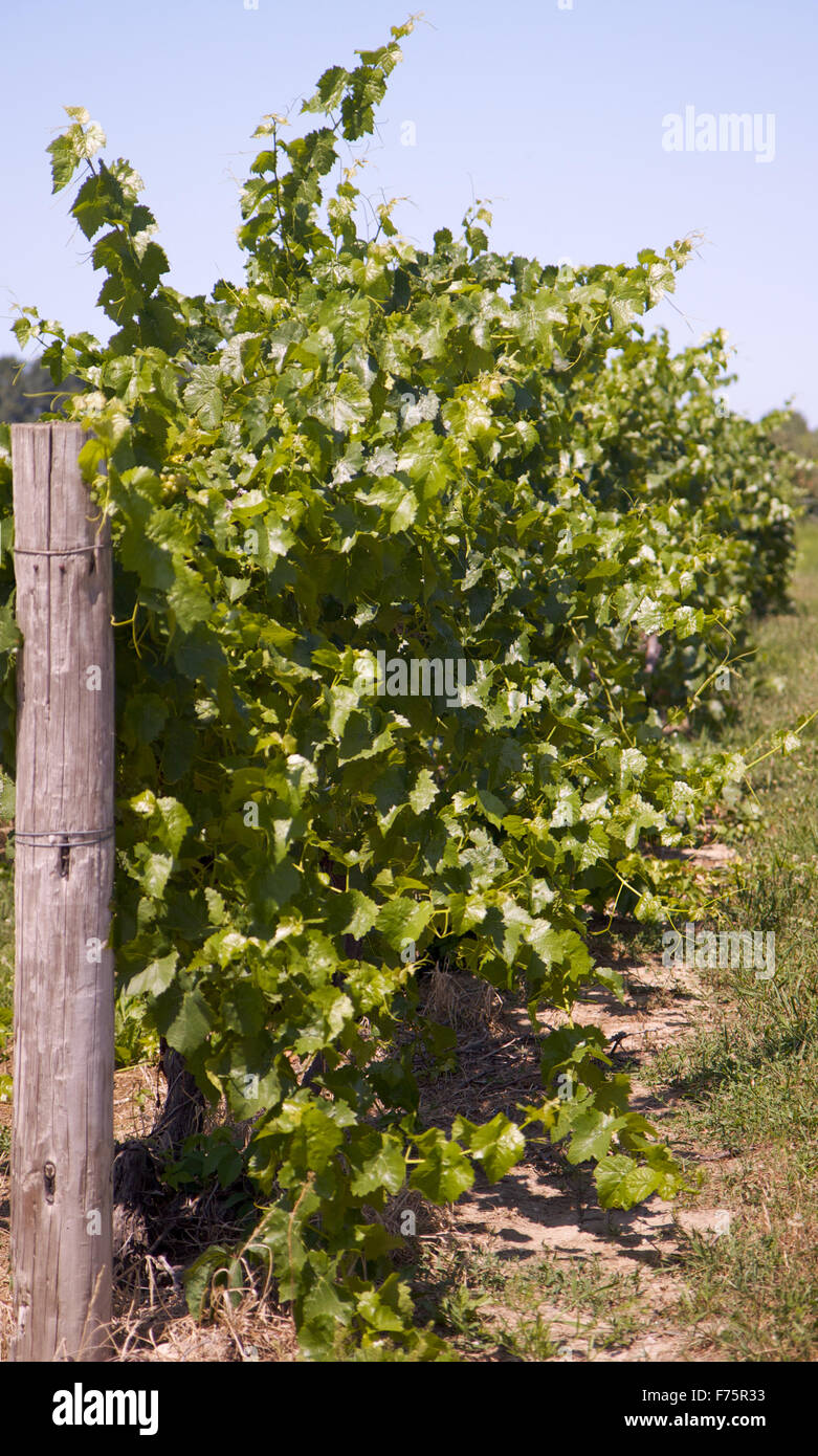 End of Vineyard row a Stock Photo - Alamy