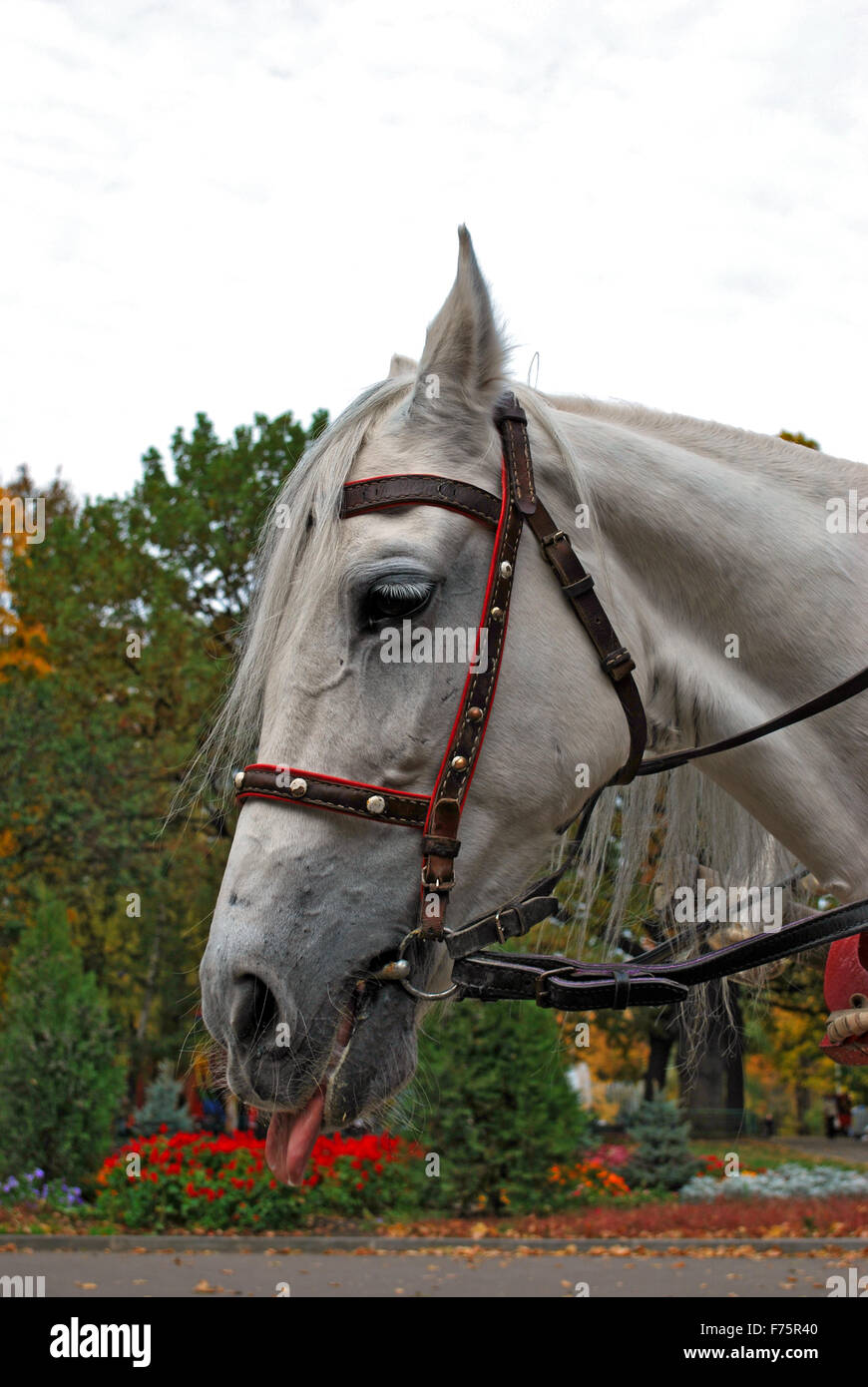 Brave animals hi-res stock photography and images - Alamy