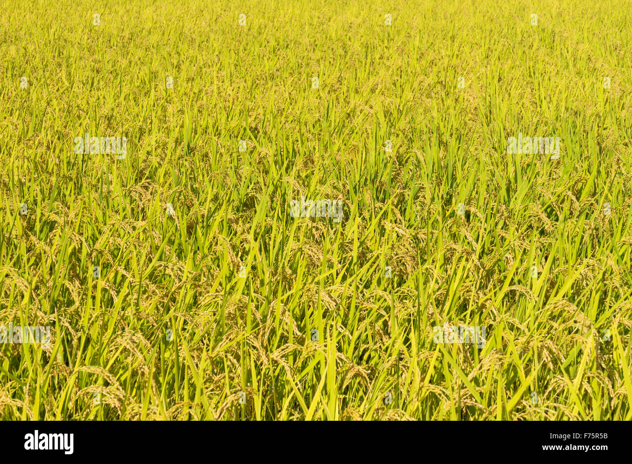 Rice field in autumn Stock Photo - Alamy