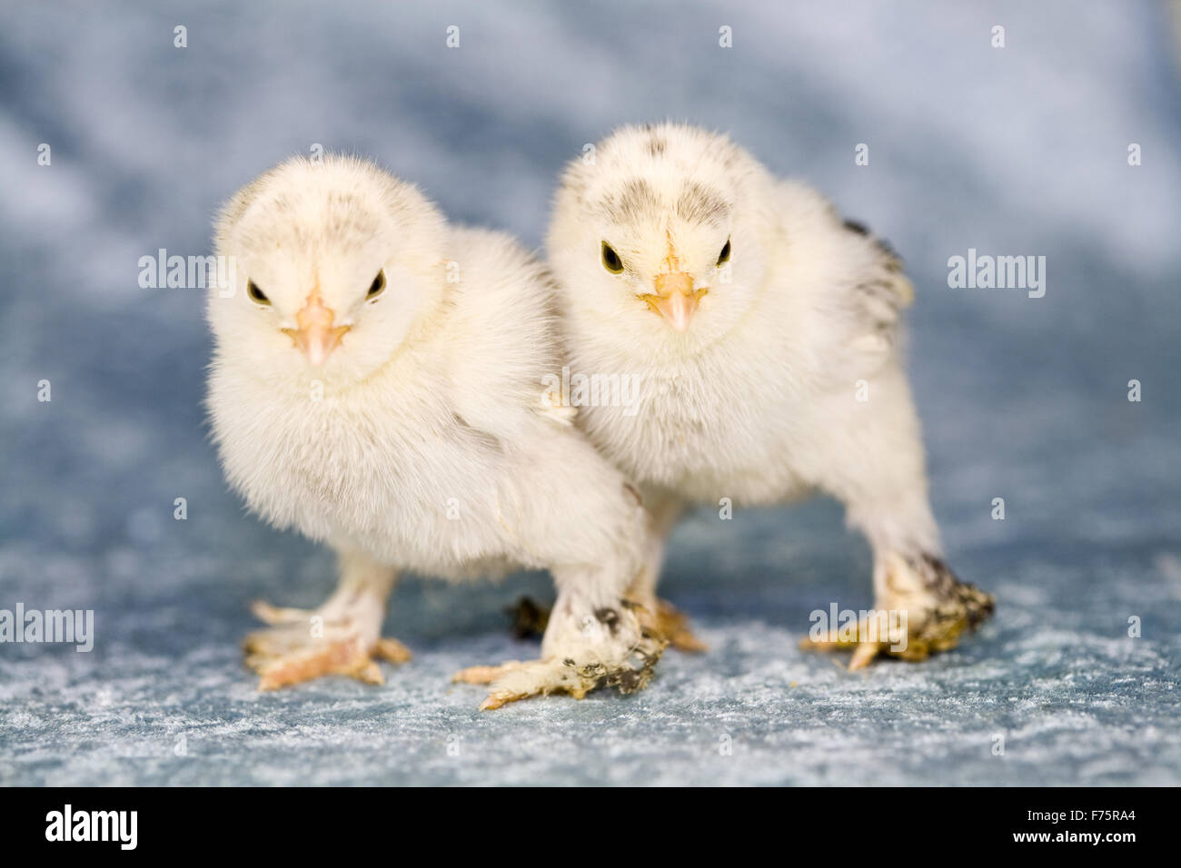 Cute little chickens Stock Photo - Alamy