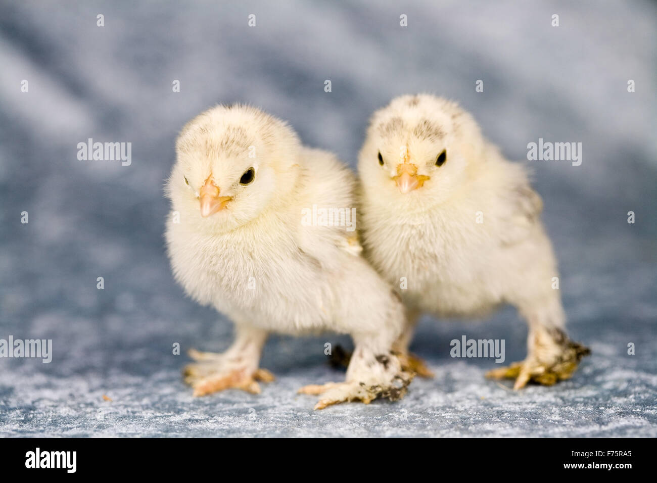 Booted bantam chickens Stock Photo - Alamy