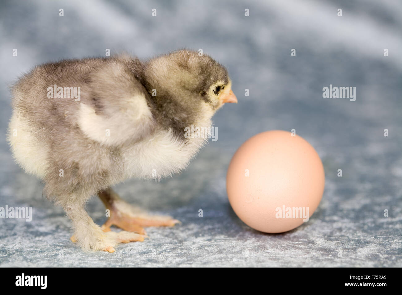 Did I came out of that Stock Photo - Alamy