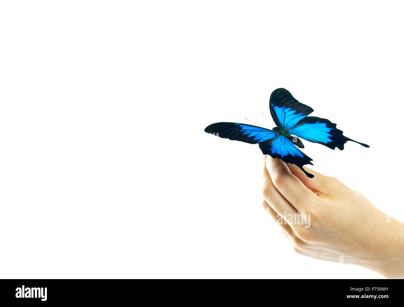 Hand and a butterfly Stock Photo - Alamy