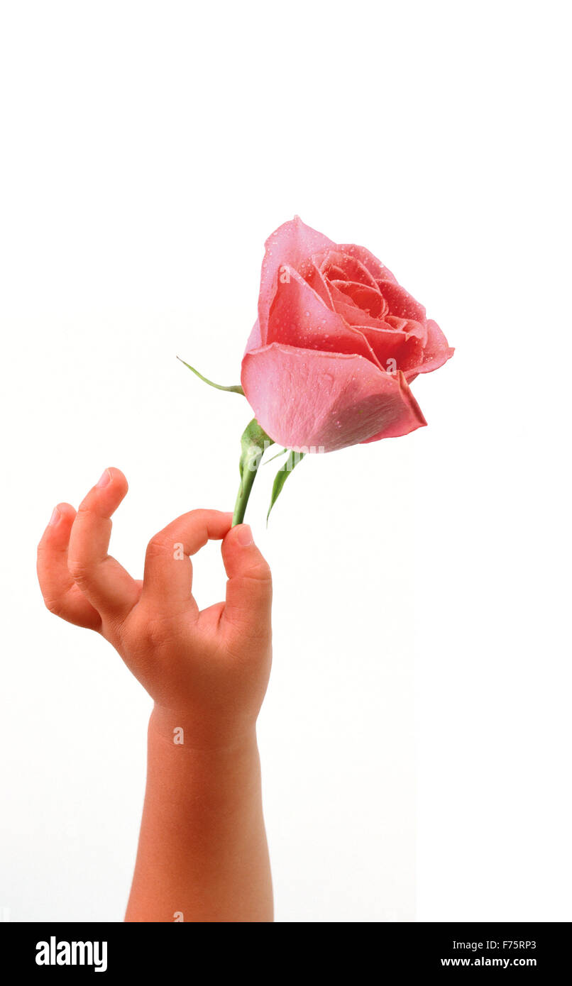 Baby sun rose flower hi-res stock photography and images - Alamy