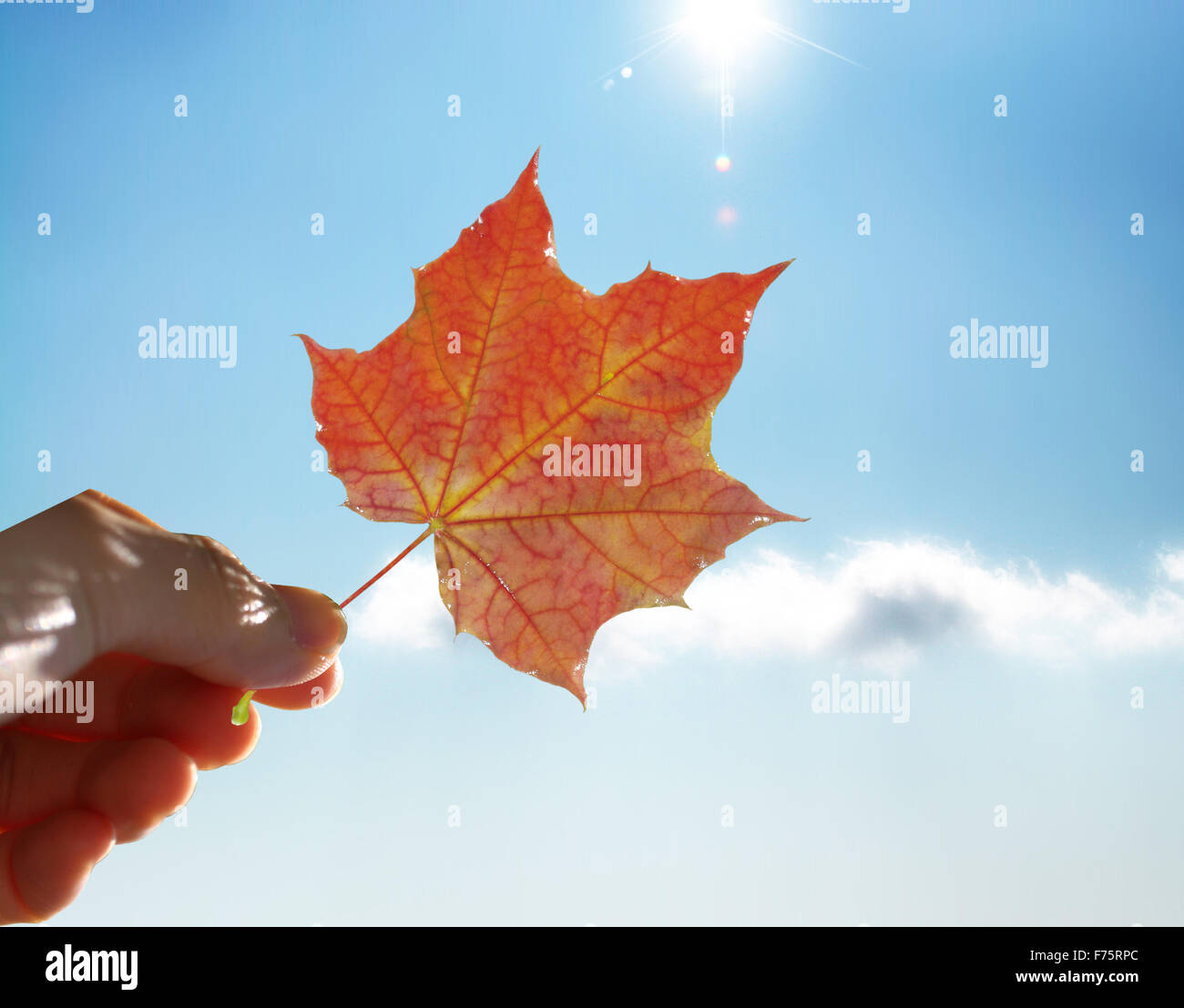 Hand and a leave Stock Photo - Alamy