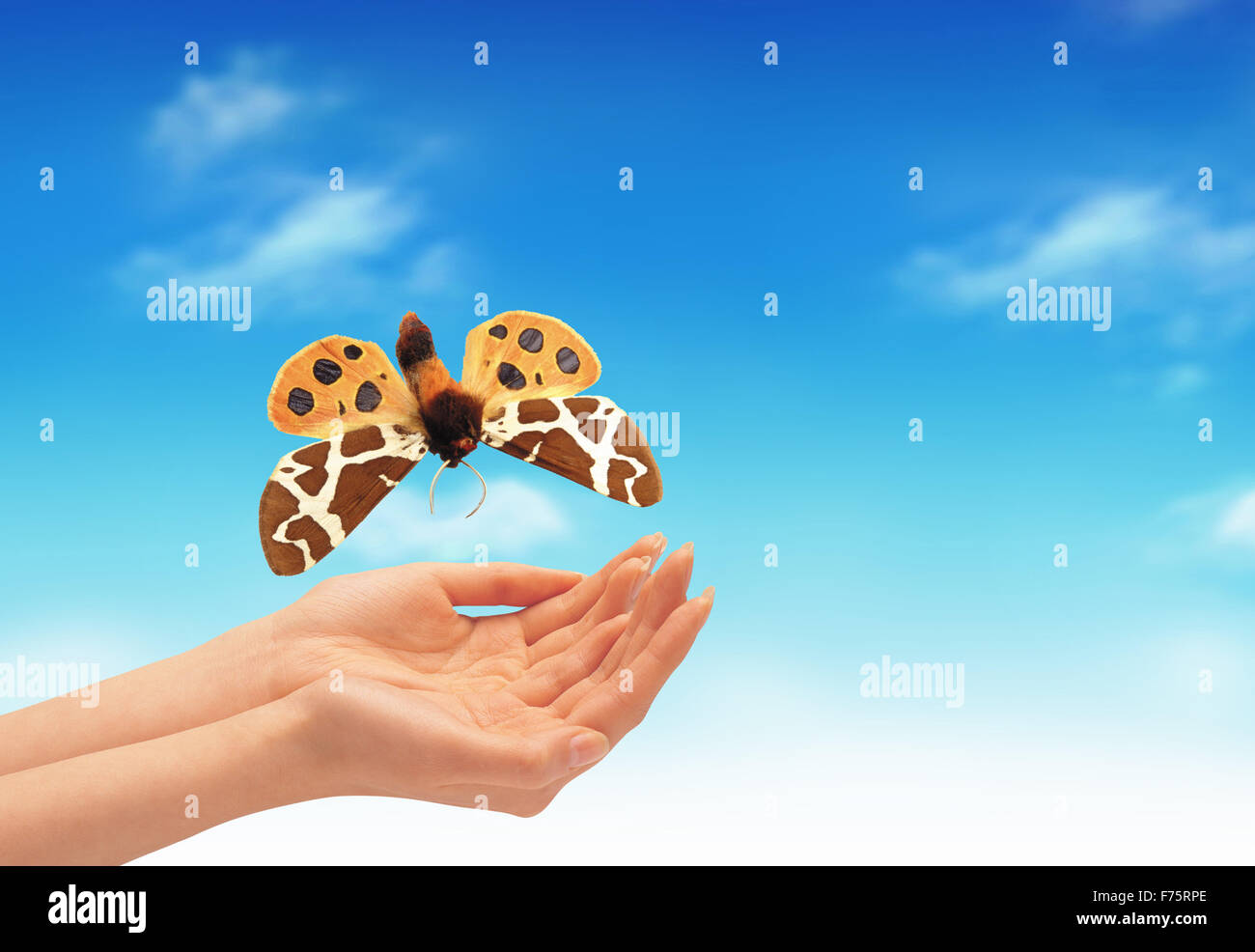 Hand and a butterfly Stock Photo - Alamy